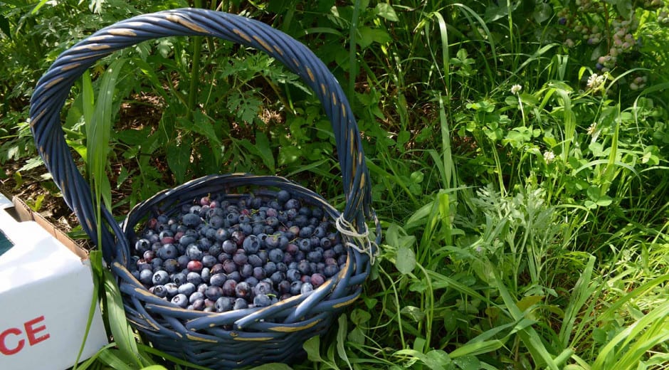 New England Food Vision Prize - Henry P. Kendall Foundation